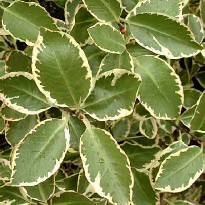 pittosporum variegated tarata