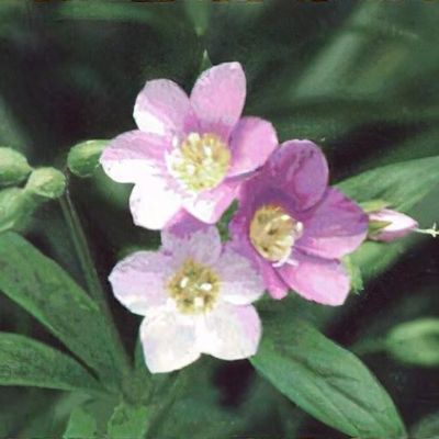 polemonium pink