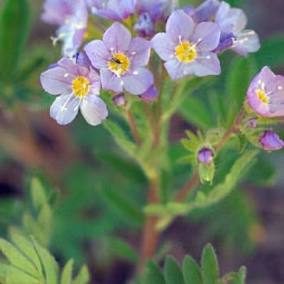 polemonium pink