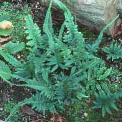 polypodium interjectum cornubiense