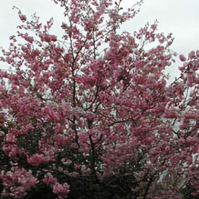 prunus accolade winter