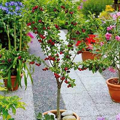 stella cherry tree size