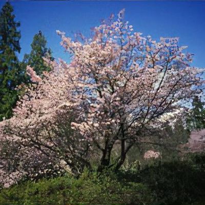 early rivers cherry tree