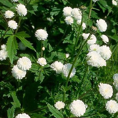 ranunculus magic white