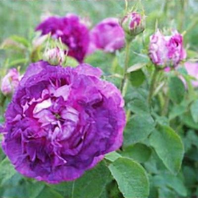 Rosa 'Belle de Crecy'