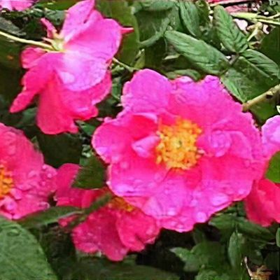 rosa gallica officinalis red