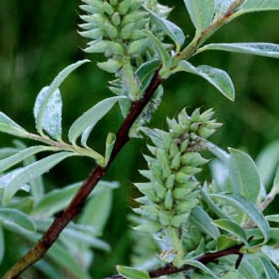 dark snake salix