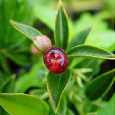 sarcococca ruscifolia pruning