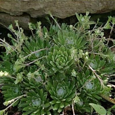 saxifraga oppositifolia theoden