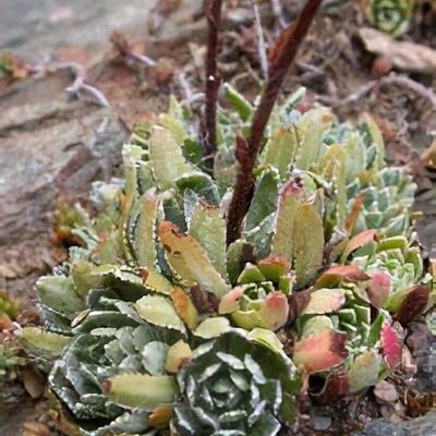 saxifraga oppositifolia theoden