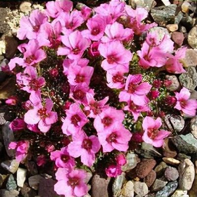 saxifraga oppositifolia theoden