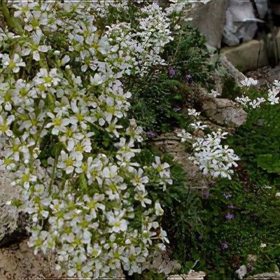 saxifraga oppositifolia theoden
