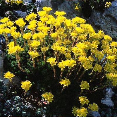 saxifraga oppositifolia theoden