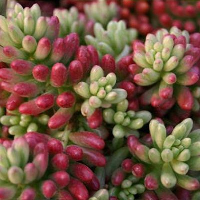 sedum voodoo uk