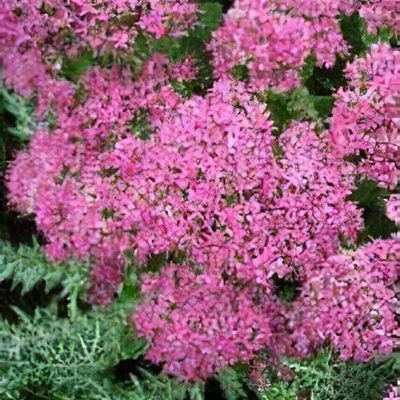sedum robustum ruby glow