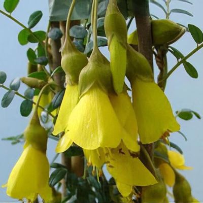 sophora microphylla