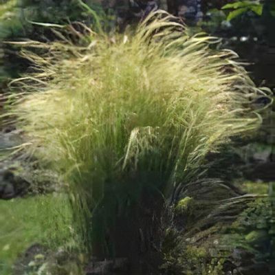 stipa tenuissima pruning