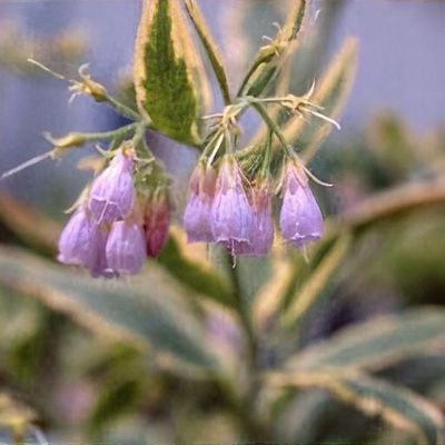 symphytum uplandicum