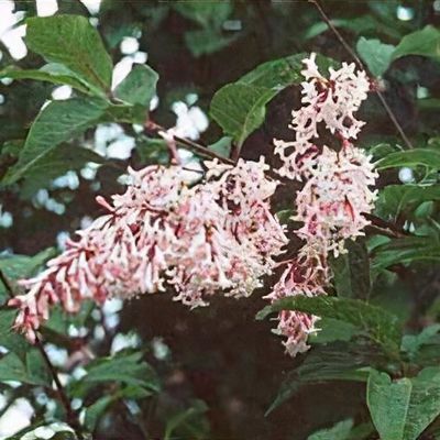 syringa flowerfesta