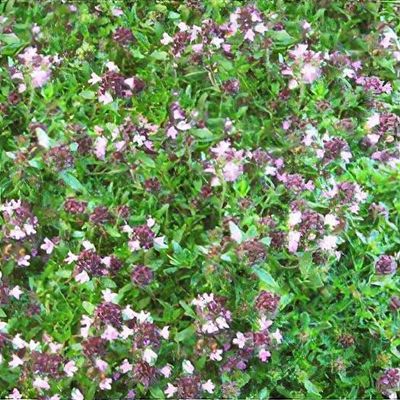 thyme 'magic carpet'