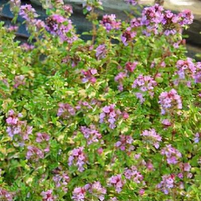 camphor thyme