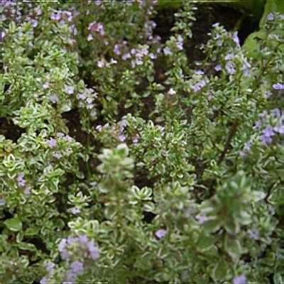 camphor thyme