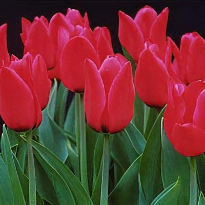 tulip ancilla
