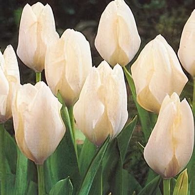 tulip ancilla