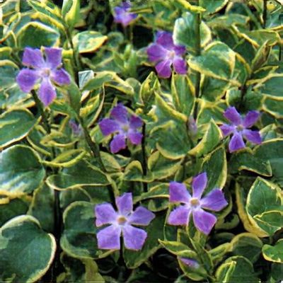 vinca colada