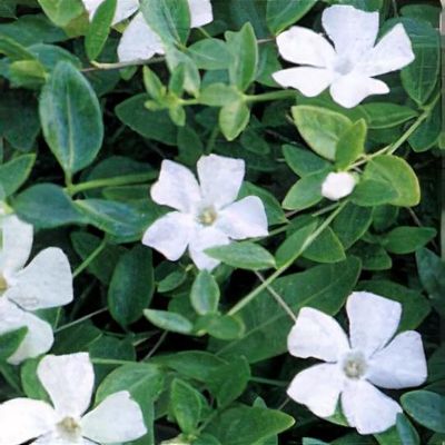 vinca colada