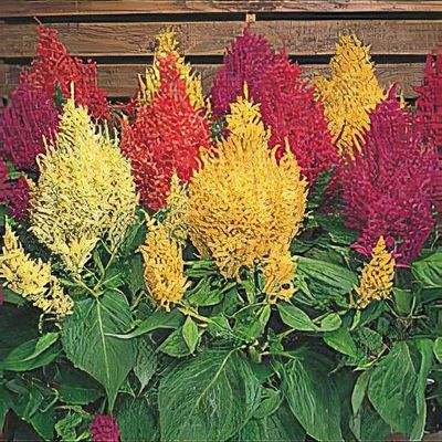 celosia kelos