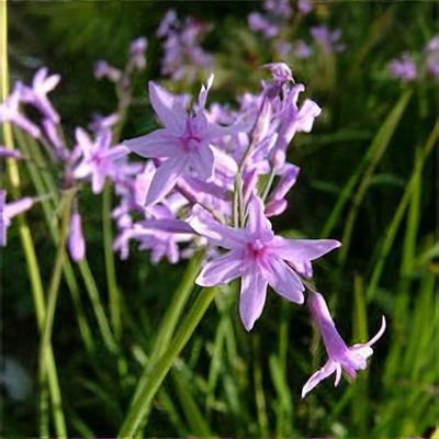 Tulbaghia violacea