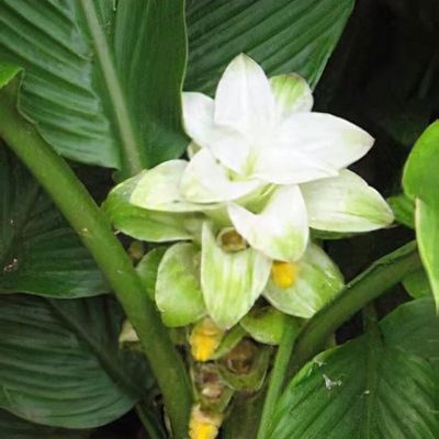 curcuma longa flower