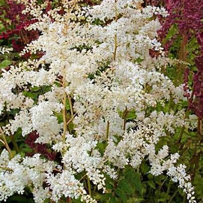 Astilbe x arendsii 'Ellie'