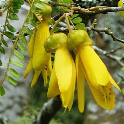 sophora microphylla