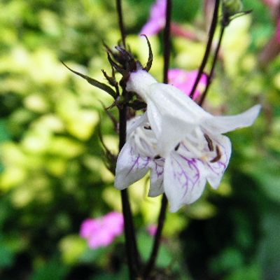 Penstemon digitalis 'Husker Red'
