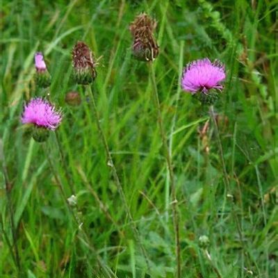 tuberous thistle