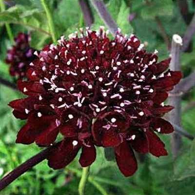 dark red scabious