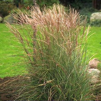 miscanthus sinensis strictus problems