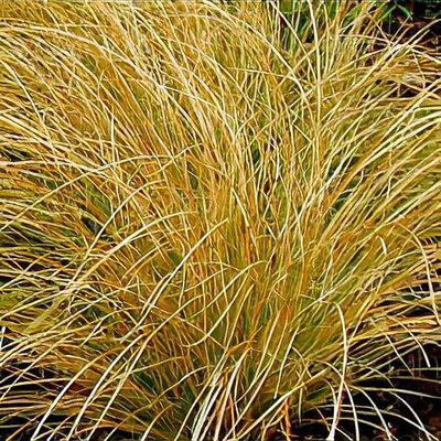 Carex testacea Prairie Fire Shoot