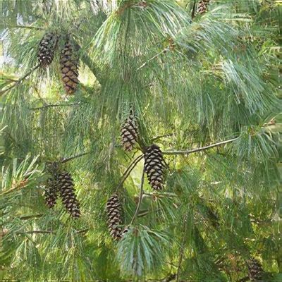 pine cone tree name