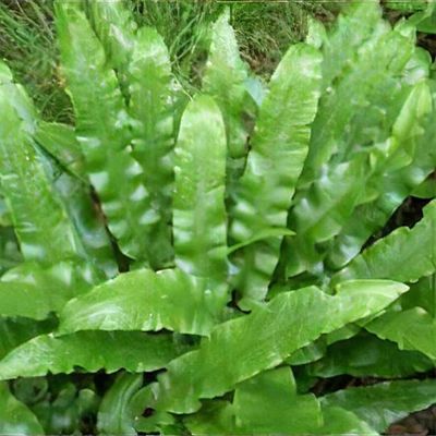 asplenium scolopendrium phyllitis