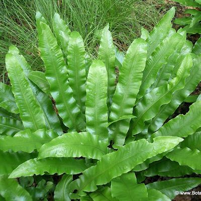 asplenium scolopendrium uk