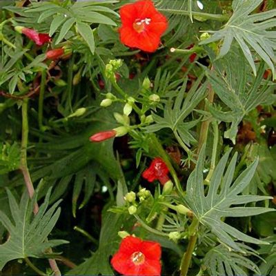 ipomoea nil chocolate