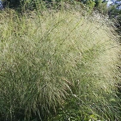 panicum rubrum