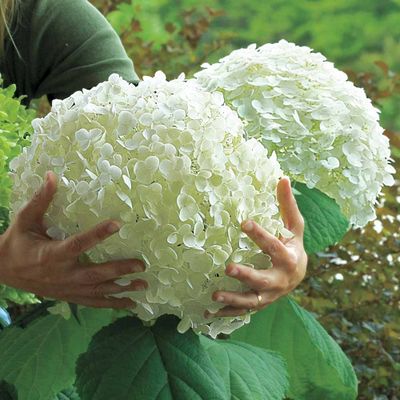 annabelle hydrangea strong