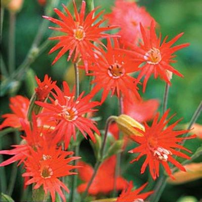 silene maritima alba