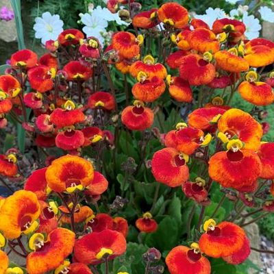 Calceolaria 'Sunset Orange' (Sunset Series)