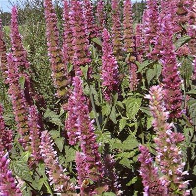 agastache firebird