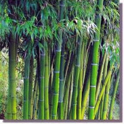 phyllostachys spectabilis